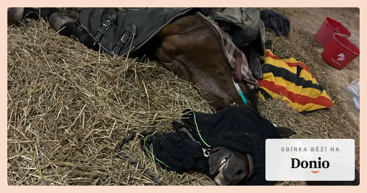 Miracle Joy After Storm 🐴 | Donio